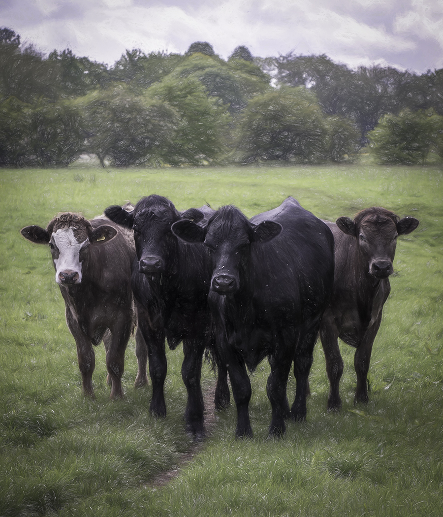 A Load of Bullocks – Mixed Reality, UK