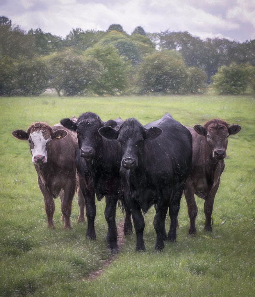 A Load of Bullocks – Mixed Reality, UK