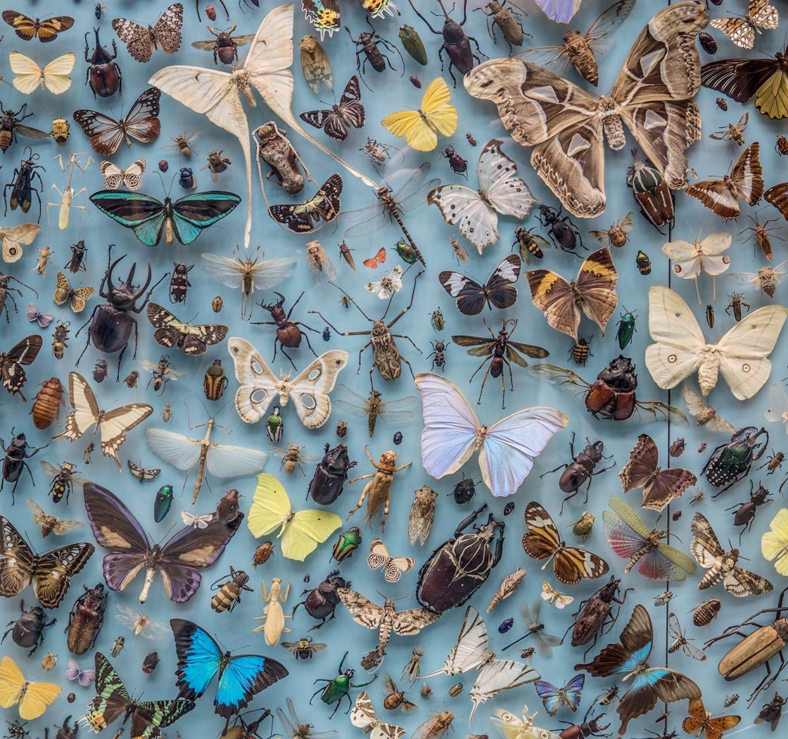 Insecta – Mixed Reality, UK