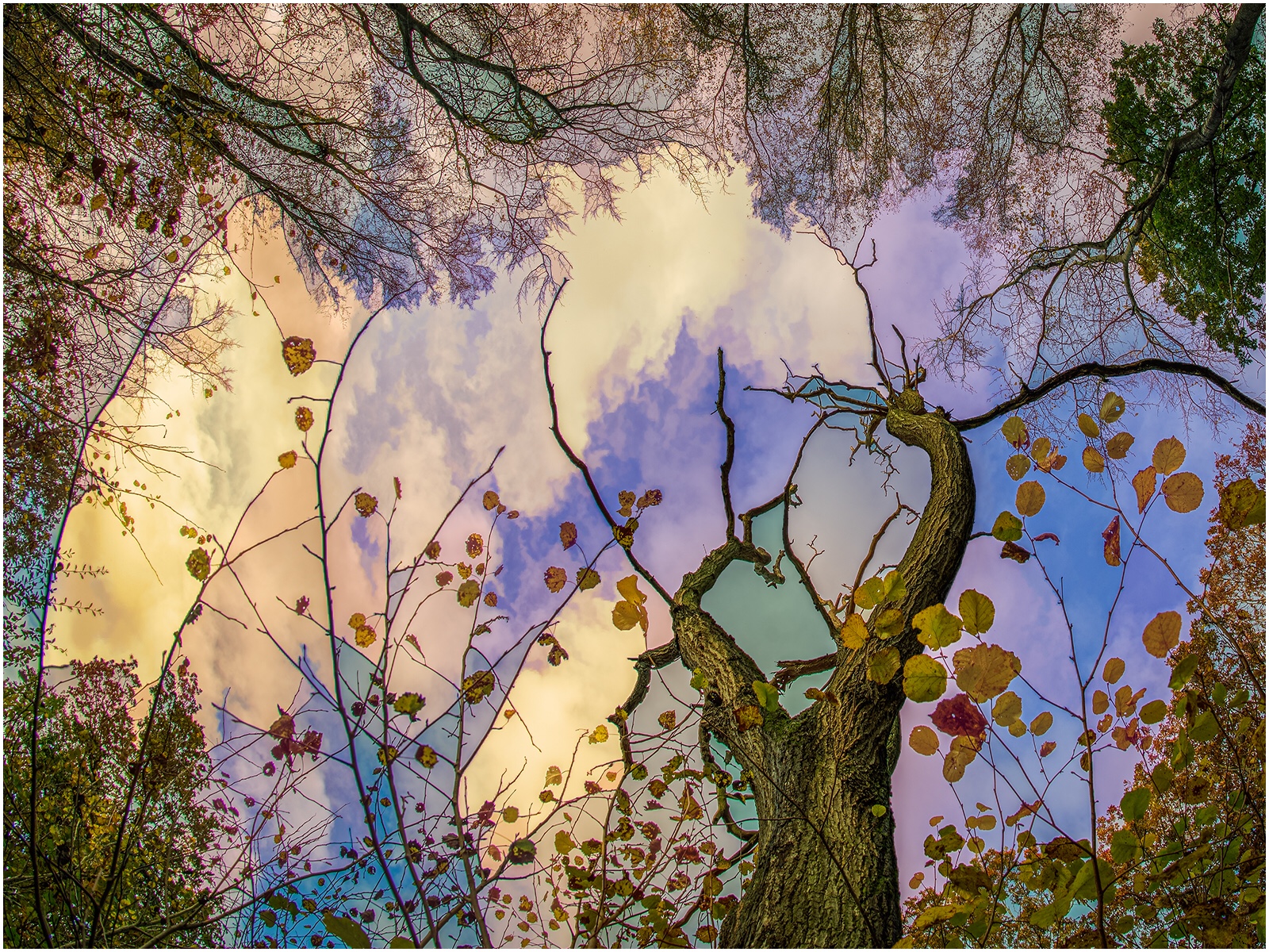 Tree Mosaic – Mixed Reality, UK